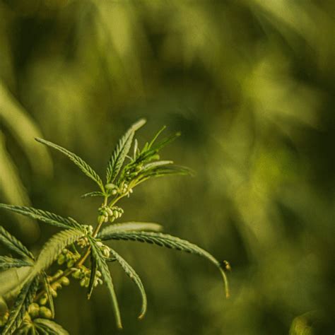 Hhc Vs Hhc O And Hhc P What You Need To Know D8 Gas Best Delta 8 Cbd Delta 10 Hhc