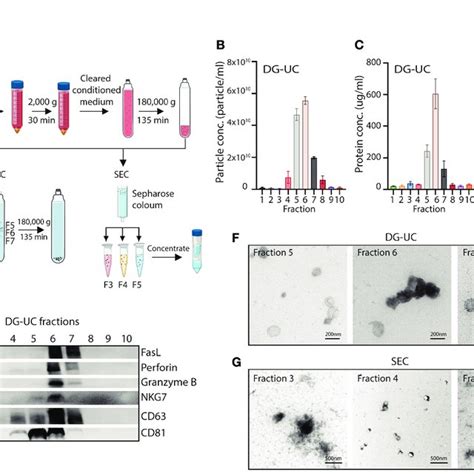 Fractionation Of Subpopulations Of Nk Evs Via Dg Uc Or Sec A Download Scientific Diagram