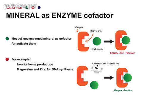 Science Diagram Explain Mineral As Cofactor Or Coenzyme For Enzyme