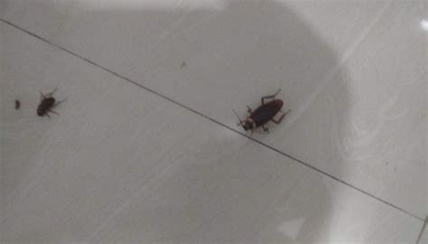How Can You Squish A Cockroach Mercilessly