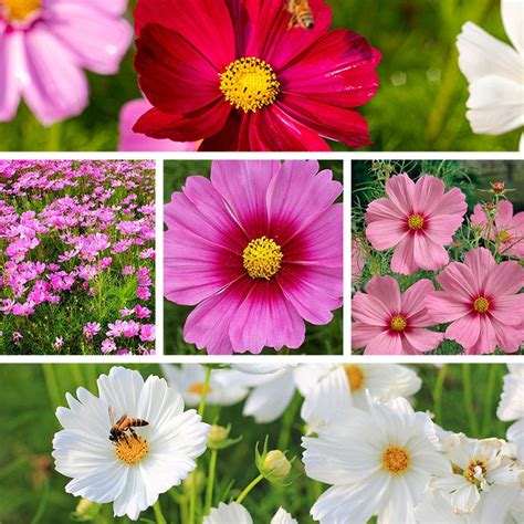 Cosmos Varieties