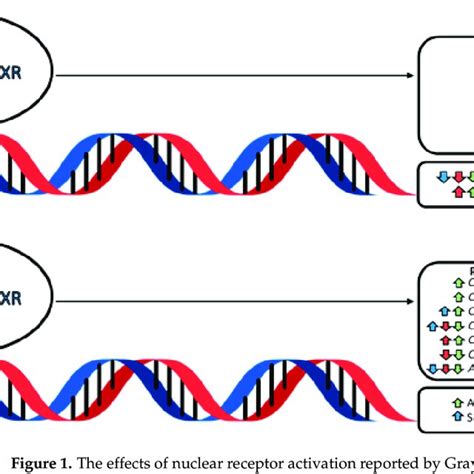 The Effects Of Nuclear Receptor Activation Reported By Gray And Squires Download Scientific