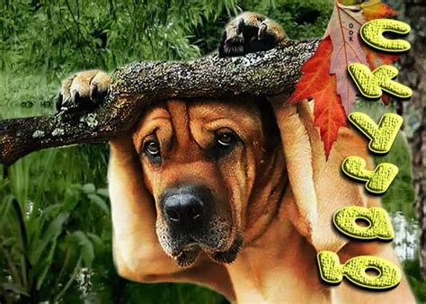 Нежная открытка с собакой Скучаю Скачать бесплатно на