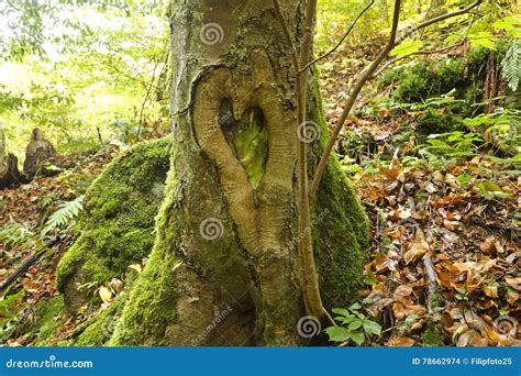 Love Heart Shape On A Tree Stock Photo Image Of Outside