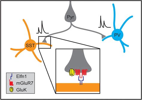 Molecular Mechanisms Regulating The Formation Of Synapse Type Specific Download Scientific