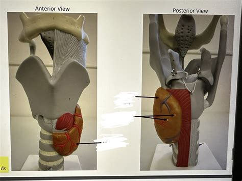 A P2 Practical 1 Lab 2 Slide 15 Diagram Quizlet