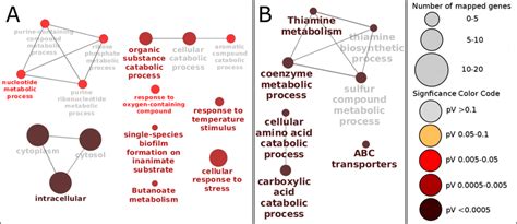 Functional Groups Derived From A Cluego Enrichment Analysis A 15 Download Scientific Diagram