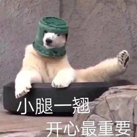 有哪些有趣的狗头表情包？ 知乎