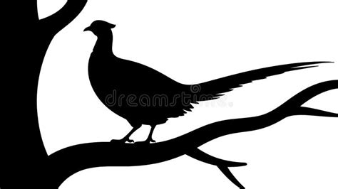 Silhouette Of A Beautiful Pheasant Perched On A Tree Branch Isolated On