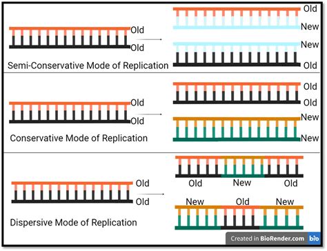 Genome Replication Topological Problems