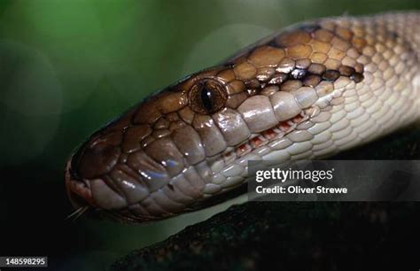 Scrub Python Photos And Premium High Res Pictures Getty Images