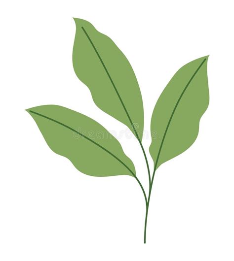 Cute Leaves Design Stock Vector Illustration Of Isolated