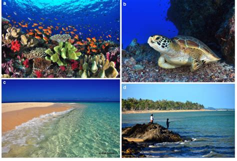 Environmental Non Use Values Such As Healthy Coral Reefs And Reef Fish