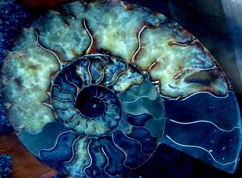 Ammonite Coquille Fossile Photo Gratuite Sur Pixabay Pixabay