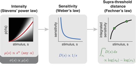 A Unified Framework For Perceived Magnitude And Discriminability Of