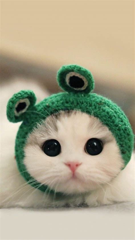 Pin Di Белые котята