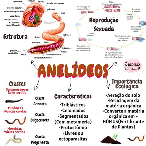 Zoologia Resumos E Mapas Mentais Infinittus