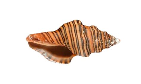 Latirus Gibbulus Marine Biodiversity Portal Of Bangladesh