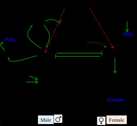 model of sex differentiation pathway the master regulator gene for