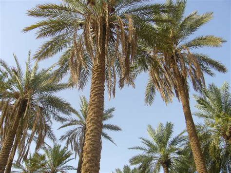Land Investment In Qassim Area Clear Visions Investment