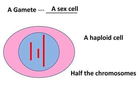 The Cell Cycle Ppt Download