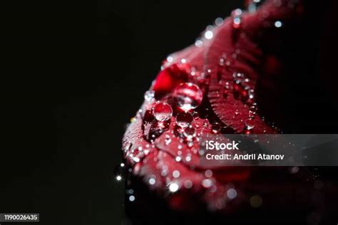 빨간 장미 꽃에 물방울이 있습니다 사랑과 로맨스 개념 디자인과 장식을 위한 복사 공간 검은 배경에 꽃 0명에 대한 스톡 사진 및
