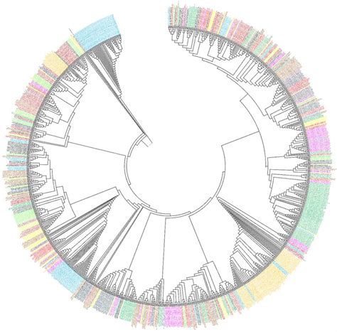 Maximum Likelihood Based Phylogenetic Tree Of 1300 Samples Of