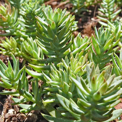 Sedum Lineare