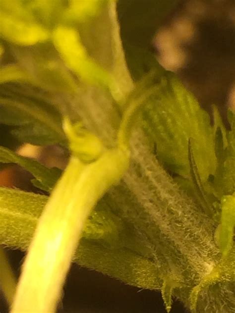 First Timer Sex Id Of Plants Flowering Ilgm Growers Forum Free Cannabis Growing Community
