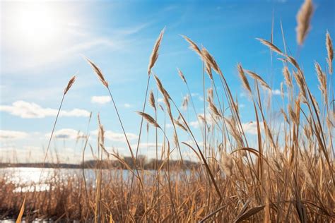 Marsh Reed Sky Landscape Free Photo Rawpixel