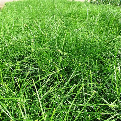 Carex Divulsa Boething Treeland Farms