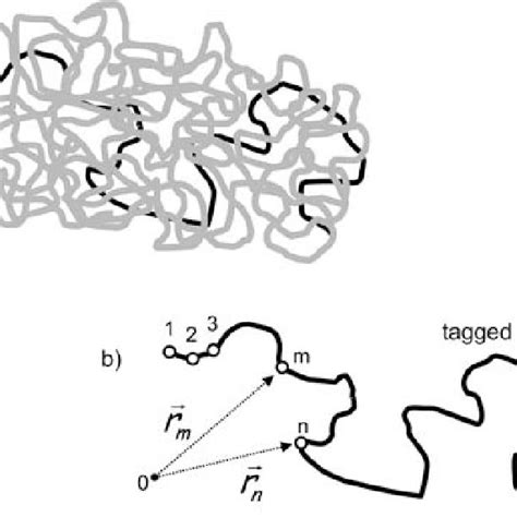 Illustration Of A Polymer Chain The Tagged Chain Confined In The