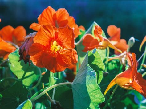 Are All Nasturtium Flowers Edible Best Flower Site