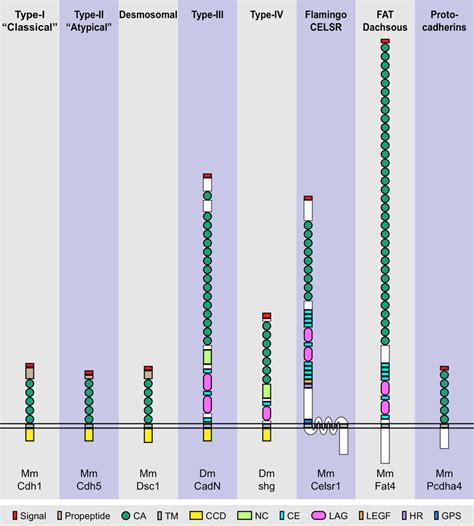 Cadherin Subfamilies And Representative Members Representative Members