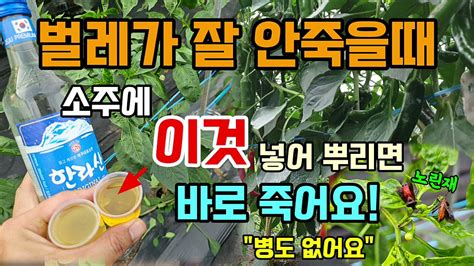 벌레가 잘 안죽을때 소주에 이것 넣어 뿌리면 개미노린재도 바로 죽고 병도없어요 네이버 Tv