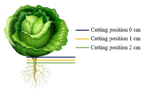 Different Cutting Positions Of A Cabbage Stem Download Scientific