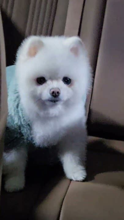 원시인이 꿈인 솜이 원시인 강아지 강아지옷 포메라니안 새끼강아지 강아지동영상 Youtube