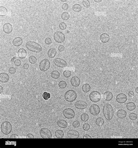 Chemotherapy Drug Doxorubicin Encapsulated In Liposome Hi Res Stock