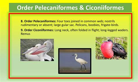 Classification Of Birds Pdf