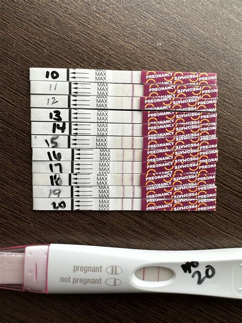 Pregmate Line Progression Dpo 10 20 And Frer Dye Stealer Dpo 20 R