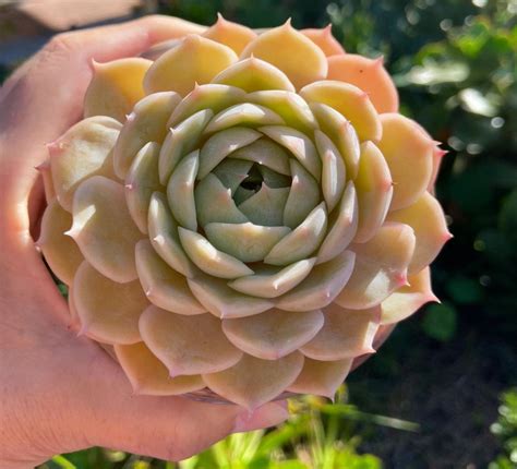 昂斯诺昂斯洛景天科拟石莲属月影系杂交多肉植物 我爱多肉网