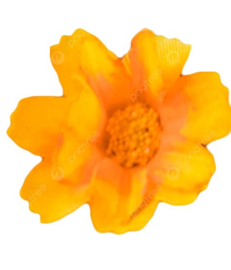 Plant Flower Small Yellow Flower Plant Flowers Small Yellow Flower