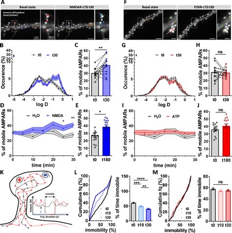 Nmdar Dependent Ltd But Not P2xr Dependent Ltd Triggers A Long Term Download Scientific Diagram