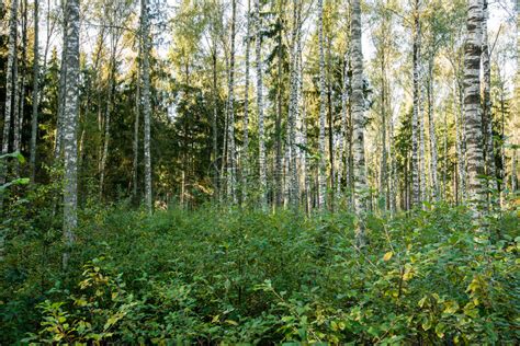 森林里有树干阳光和芒的树高清图片下载 正版图片507315028 摄图网