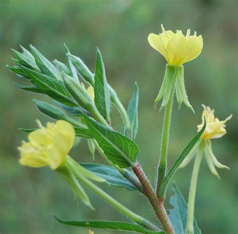 Common Yellow Evening Primrose