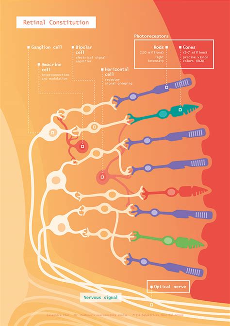 The Visual Pathway On Behance