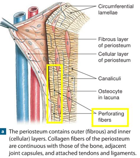 What Is The Periosteal Layer At Hayden Seekamp Blog