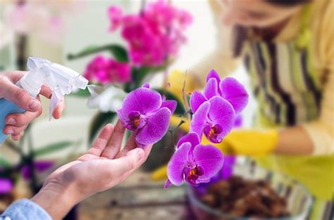 უჩვეულო მიზეზი რატომ არ ყვავილობს ორქიდეა