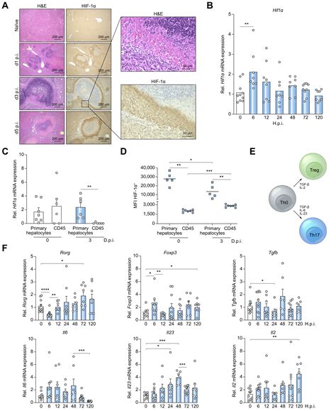 Hif 1α Modulates Sex Specific Th17treg Responses During Hepatic