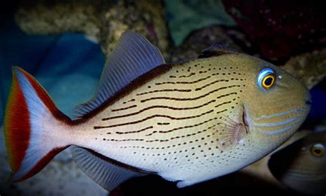 Rare Linespot Triggerfish Size Ml 4 To 5 Violet Aquarium